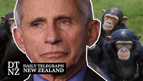 Fauci Agency Blasted For Trans Monkey Study Daily Telegraph Nz