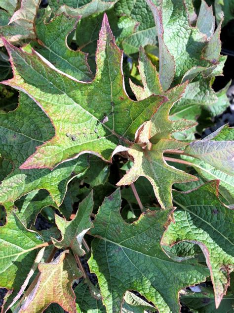 Hydrangea Oakleaf Munchkin Stadler Nurseries