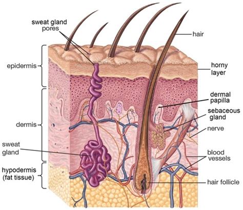 12 Biology Skin Structure And Function Flashcards Quizlet