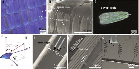 A Wing Scale Of Morpho Didius Butterfly B Details Of A C The Cover Download Scientific