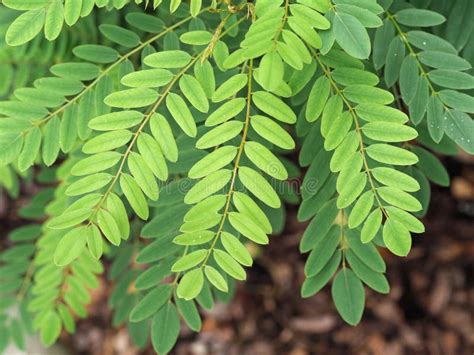 Leaves Of A False Indigo Bush Amorpha Fruticosa Stock Image Image Of