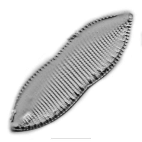 Round Et Al 1990 The Diatoms Biology And Morphology Of The Genera