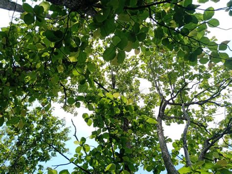 Tree Elevation Stock Photo Image Of Branch Outdoor 147086122