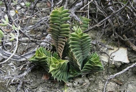 Haworthia viscosa — Вэй Лин — живые цветы, Киев