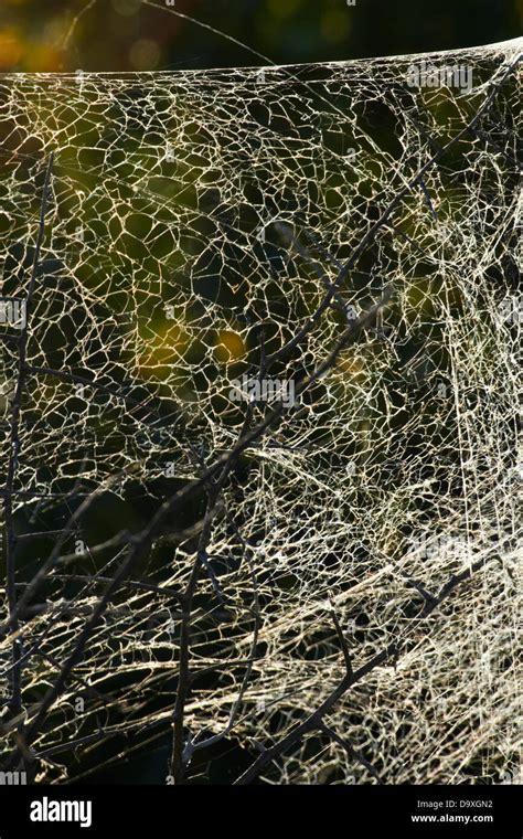 Giant Spider Web Art