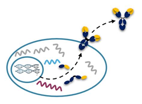 415 Mini Protean Tgx Precast Protein Gels 4561084 Reviews