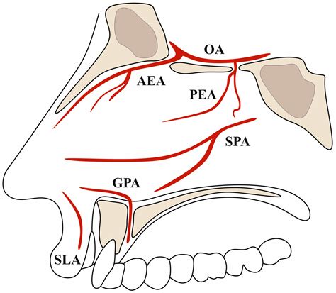 Anterior Ethmoidal Foramen