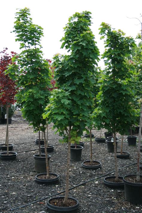 Maple Norway Columnar For Sale In Boulder Colorado