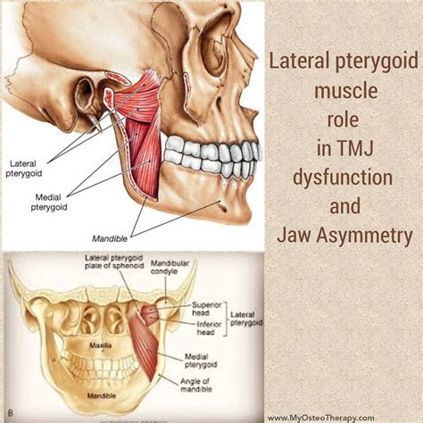 Medi Body Rehab The Lateral Pterygoid Muscle Plays An