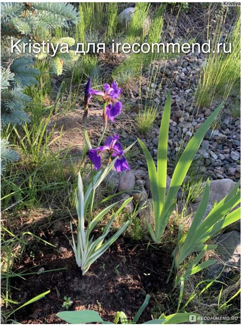 Ирис гладкий Вариегата (Iris laevigata Variegata) - «Очень эффектный и ...