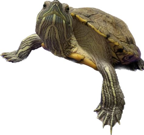 Is My Turtle Fat R Turtle