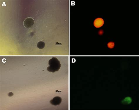 Colony Formation In The 16hbe B And 16hbe S Cells A 16hbe B Colony Download Scientific Diagram