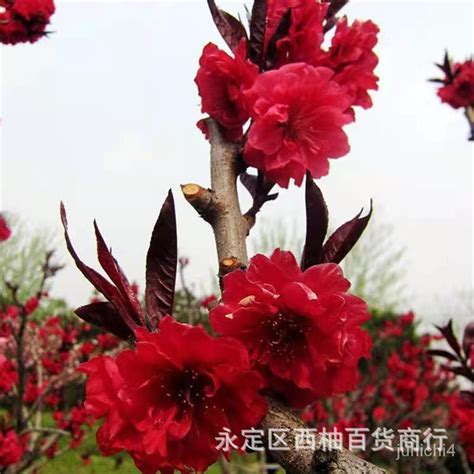 桃花心木種子 桃花芯木種子林木種子 榔色木種子芯木種籽植物種子【惠農園藝】 蝦皮購物