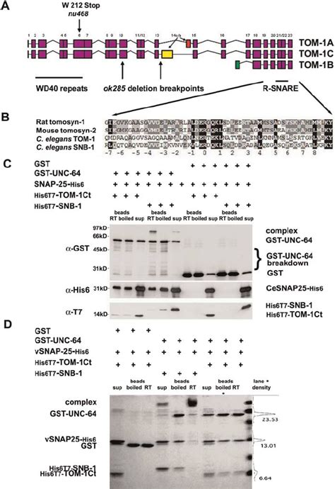 Tom 1 Is The C Elegans Tomosyn Homolog A Gene Structure Of The Three