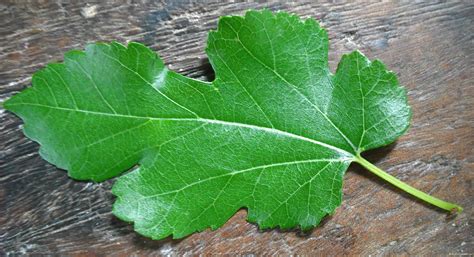 Mulberry Tree Leaf Identification