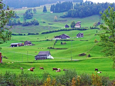 Rural Traditional Architecture And Livestock Farms In The