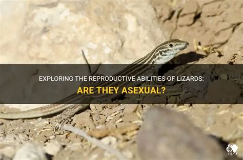 Exploring The Reproductive Abilities Of Lizards Are They Asexual