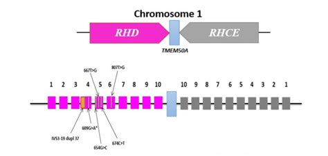 Schematic Diagram On Molecular Background Of RhdѰ Gene That Gives D