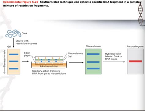 01 Nucleic Acids Detection And Quantification Flashcards Quizlet