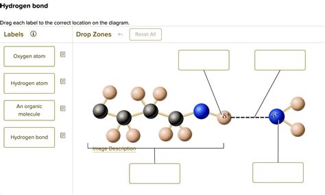 Solved Text Hydrogen Bond Drag Each Label To The Correct Location On