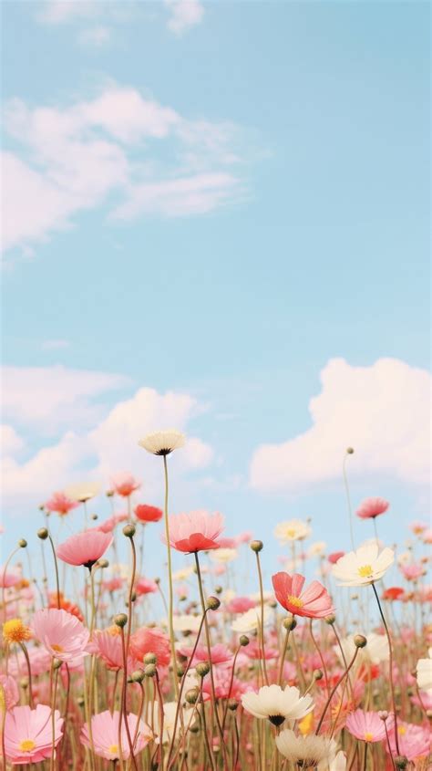 Summer Flower Field Backgrounds Premium Photo Illustration Rawpixel