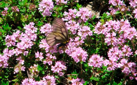 Тимьян ползучий