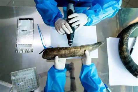 Wildlife Forensics Simplyforensic