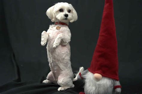 Crăciun Cu Suzzie Povestea Cățelușei Adorate De Eliza și Ionuț