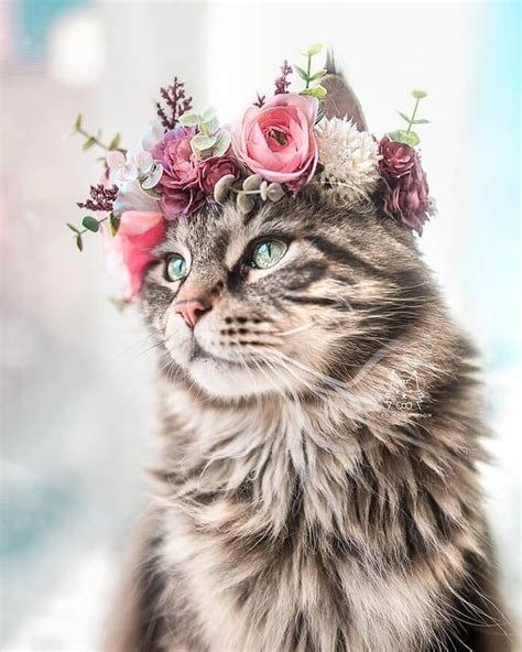 Adorable Cat With Flower Crown Cute Cat With Flower Headband Flower