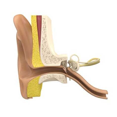 Ear Dissection By Bonkersart 3docean