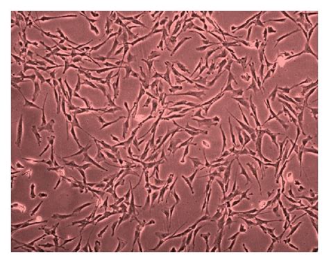 Normal Cell Morphology Of Df 1 A And Primary Cef B Cells Was