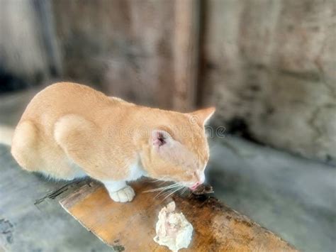 Domestic Cat Eating Dumpling On The Wood Stock Image Image Of Wooden