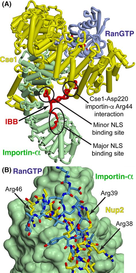 Dissecting The Roles Of Cse1 And Nup2 In Classical Nls‐cargo Release In