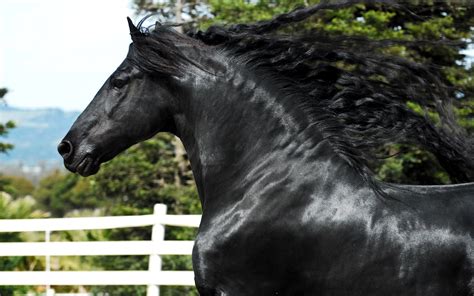 Splendid Black Horse Wallpaper Animal Wallpapers 49437