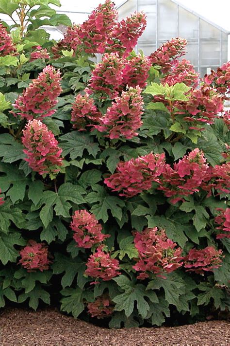 Ruby Slippers Oakleaf Hydrangea 1