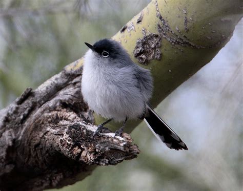 Fileblack Tailed Gnatcatcher Polioptila Melanura 16875128691 Wikimedia Commons