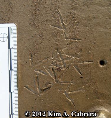 Spotted Sandpiper Tracks And Signs