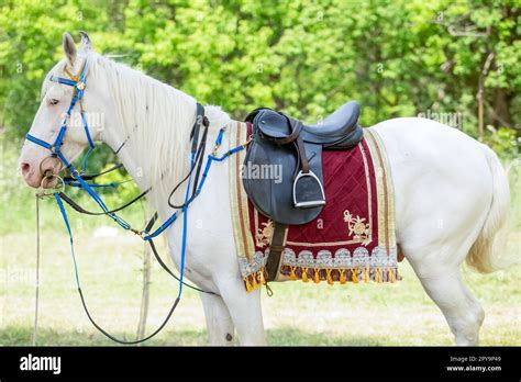 Horse Conformation Shot Of White Full Body And All Four Legs Visible