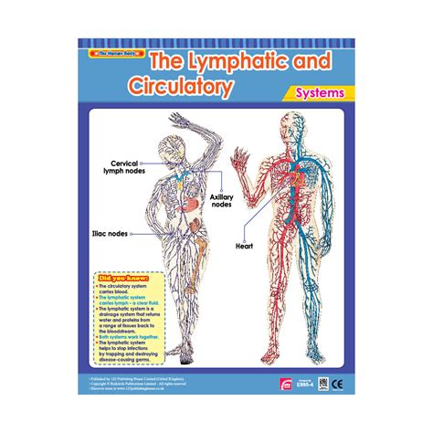 The Lymphatic And Circulatory Systems Wall Chart In English
