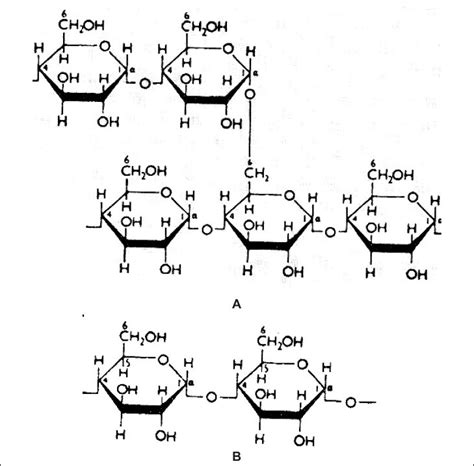 Structural Formula Of Amylopectin