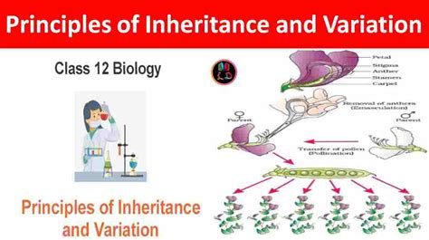 ncert solution class 12th biology chapter 5 principles of inheritance