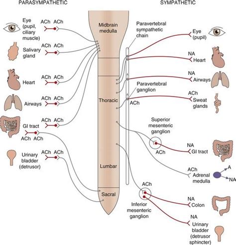Autonomic Nervous System Neurotransmitters And Receptors
