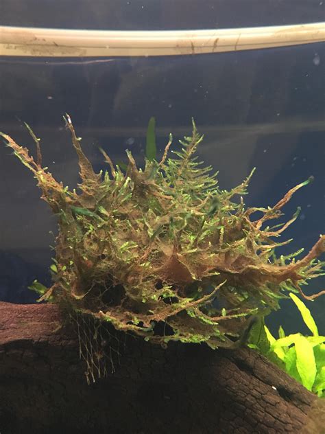 Java Moss Algae Taking Over Raquariums