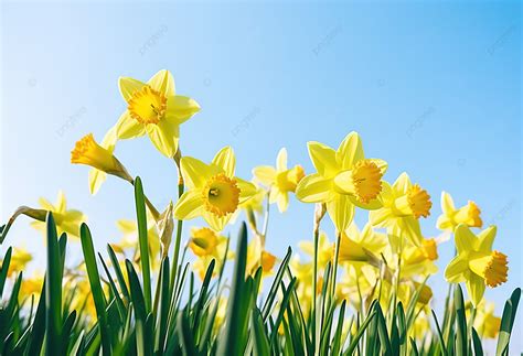 Field Of Daffodils Wallpaper