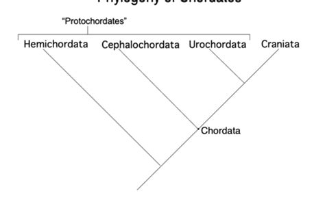 Biol 3310 — Quiz Ii Flashcards Quizlet