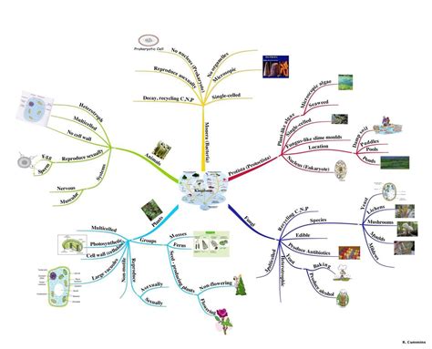 Classification Of Life Worksheet