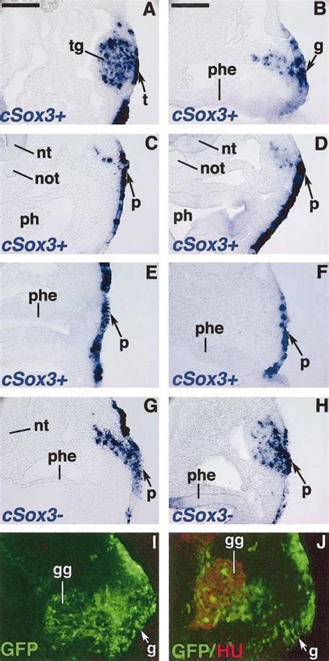 Effect Of Csox3 Overexpression On Inward Migration Of Cells From Download Scientific Diagram