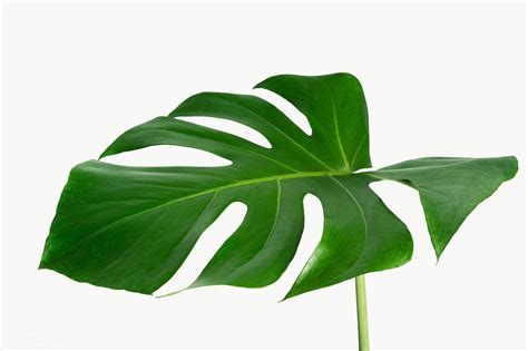 Split Leafed Philodendron