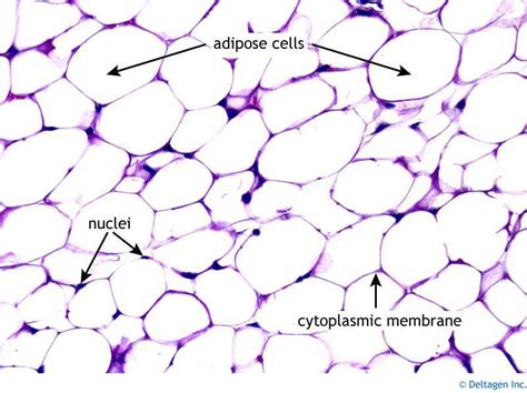 Adipose Connective Tissue Capillary