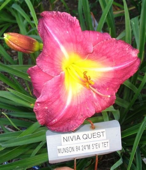 Products Page 30 Qb Daylily Gardens